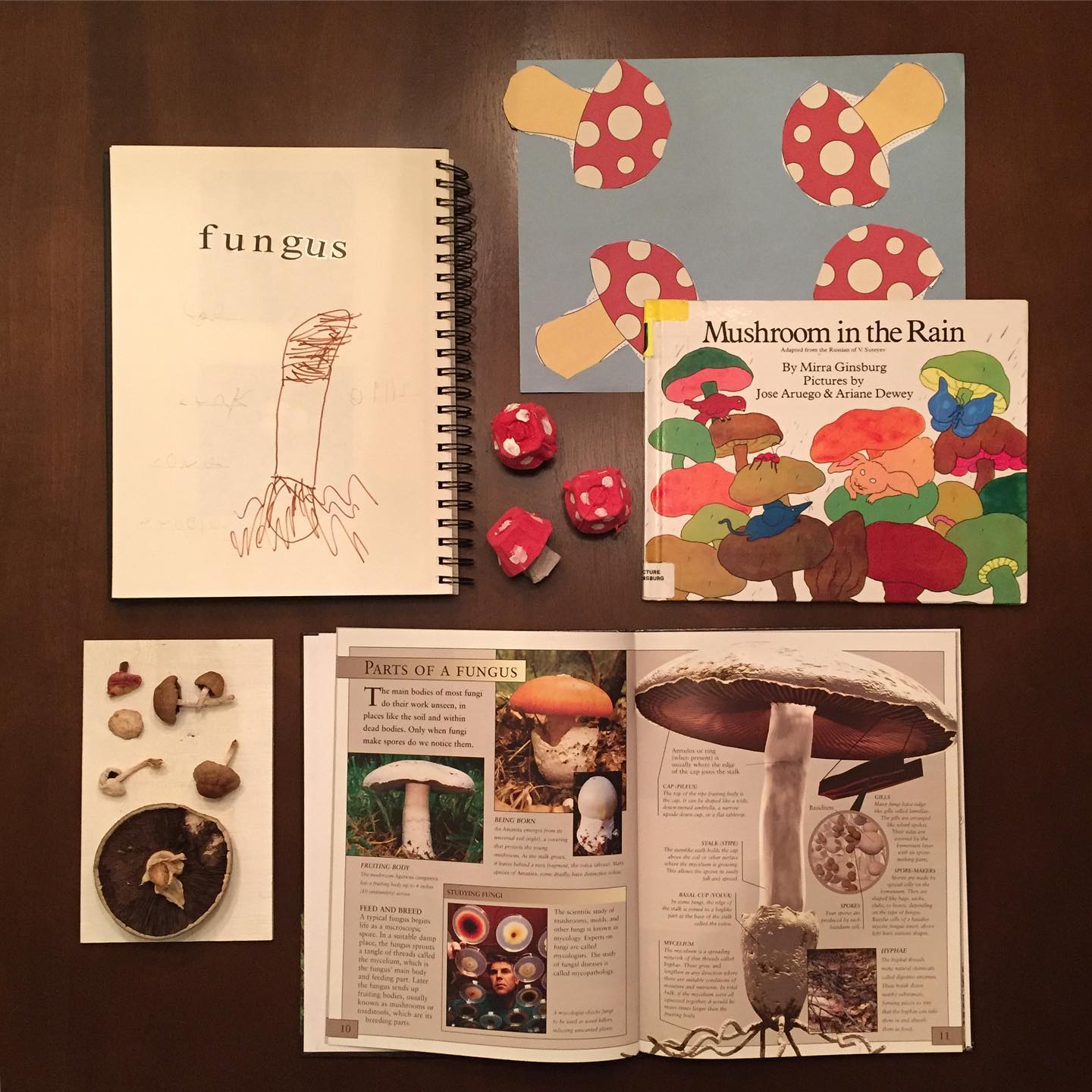 Fungus Study: Part 1 | The Design Inspirationalist