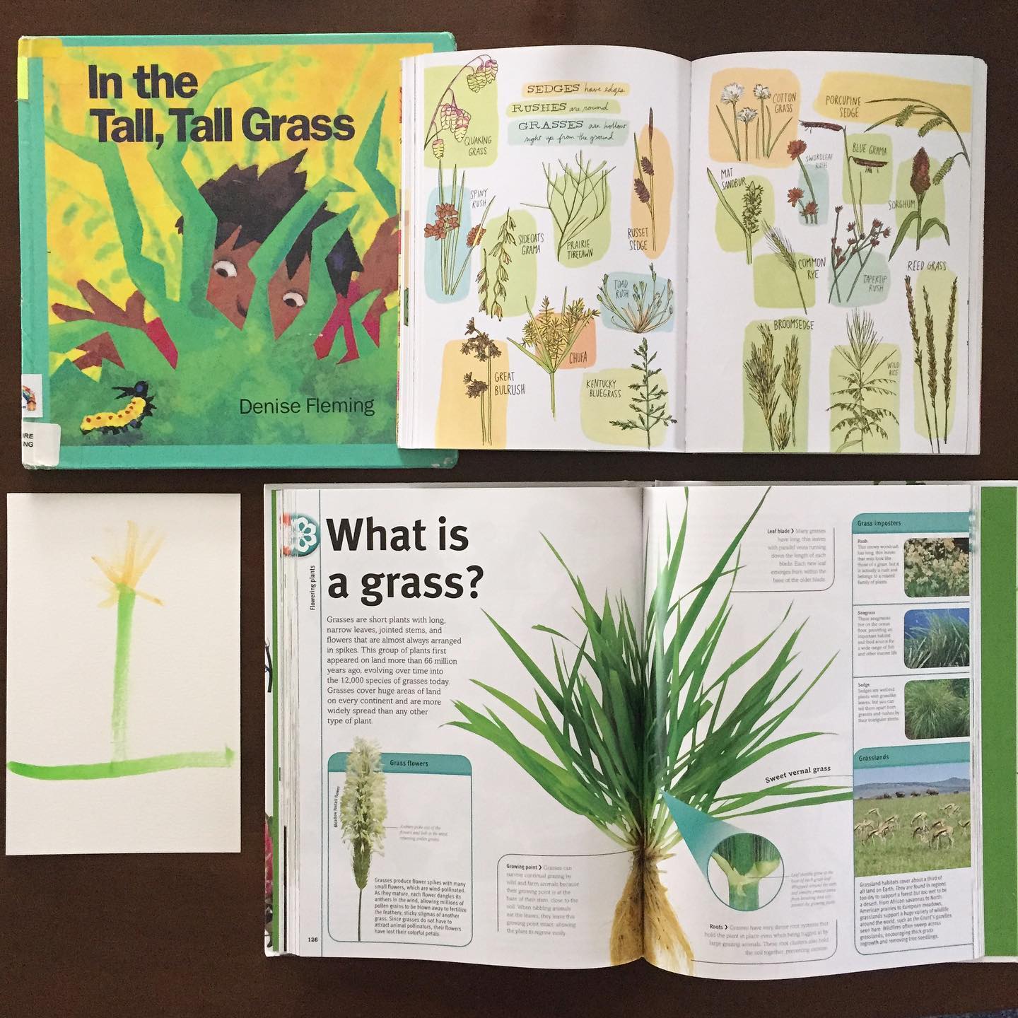 Grasses Study: Part 1 | The Design Inspirationalist
