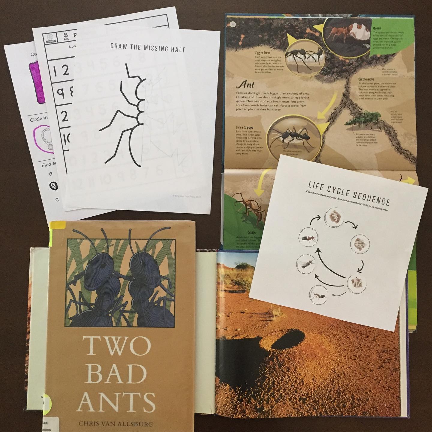 Black Garden Ants: Part 2 | The Design Inspirationalist