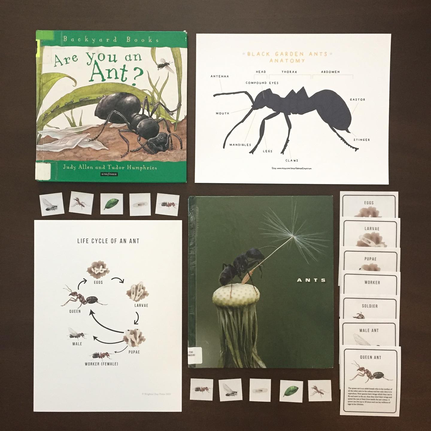 Black Garden Ants: Part 1 | The Design Inspirationalist