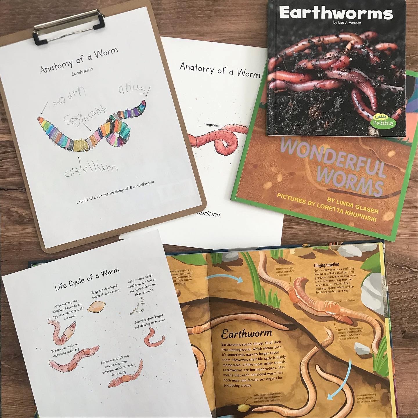 Aviation and Earthworm Study | The Design Inspirationalist